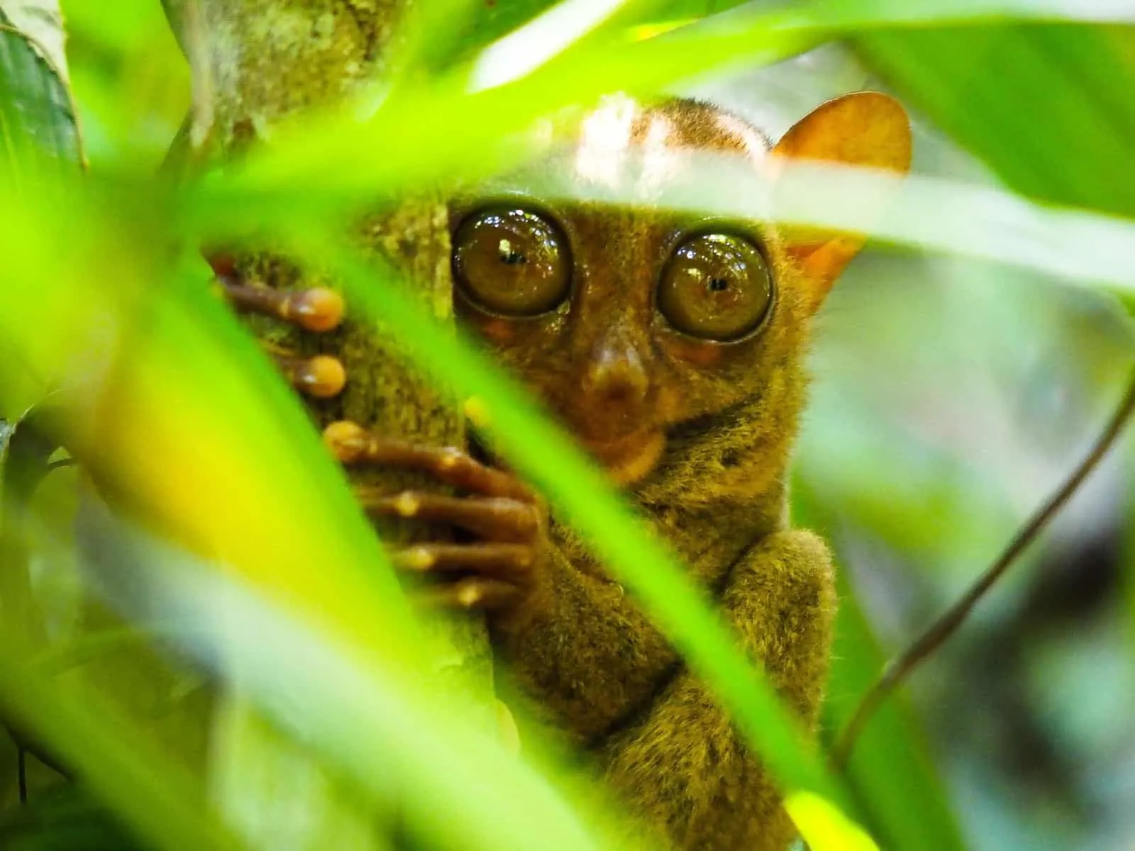 A One Day Bohol Itinerary and Where to Stay in Bohol, Philippines