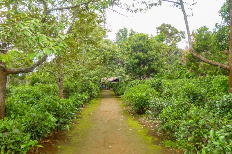 Things to Do in the Bolaven Plateau: Laos' Waterfall and Coffee Haven