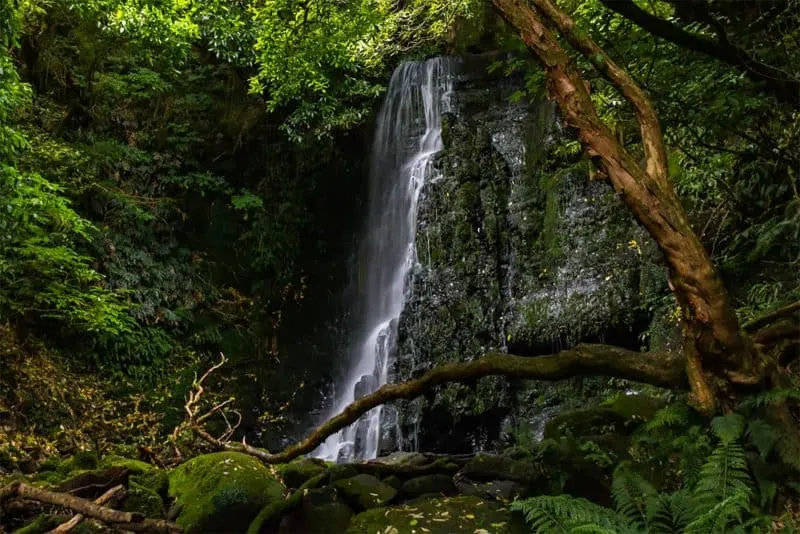 The Catlins' Waterfalls + Other Things to Do in 2 Days (New Zealand)