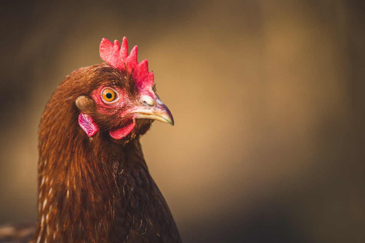 Top 12 Things To Do in San Pedro, Belize!