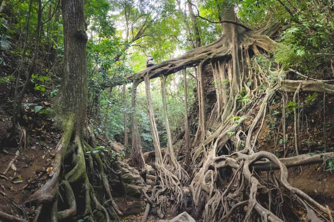 Things to Do in Monteverde, Costa Rica: Your FULL Guide!