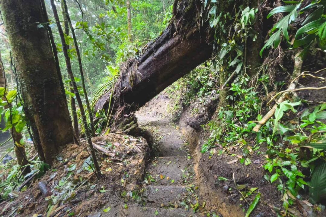 El Tigre Waterfalls in Monteverde, Costa Rica: What to Know!