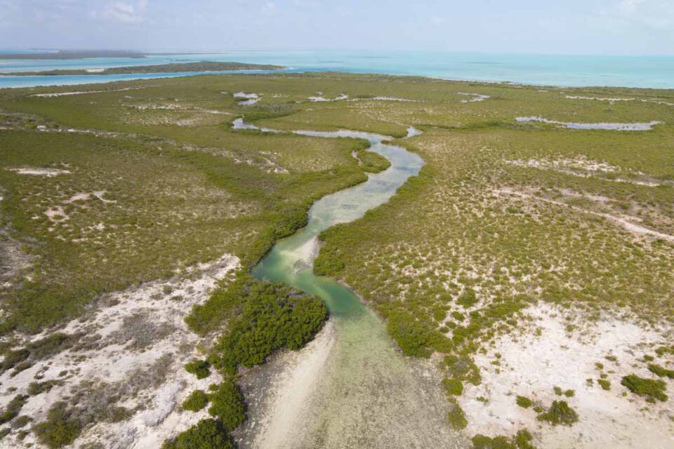 Clear Kayaking to Iguana Island in Turks and Caicos