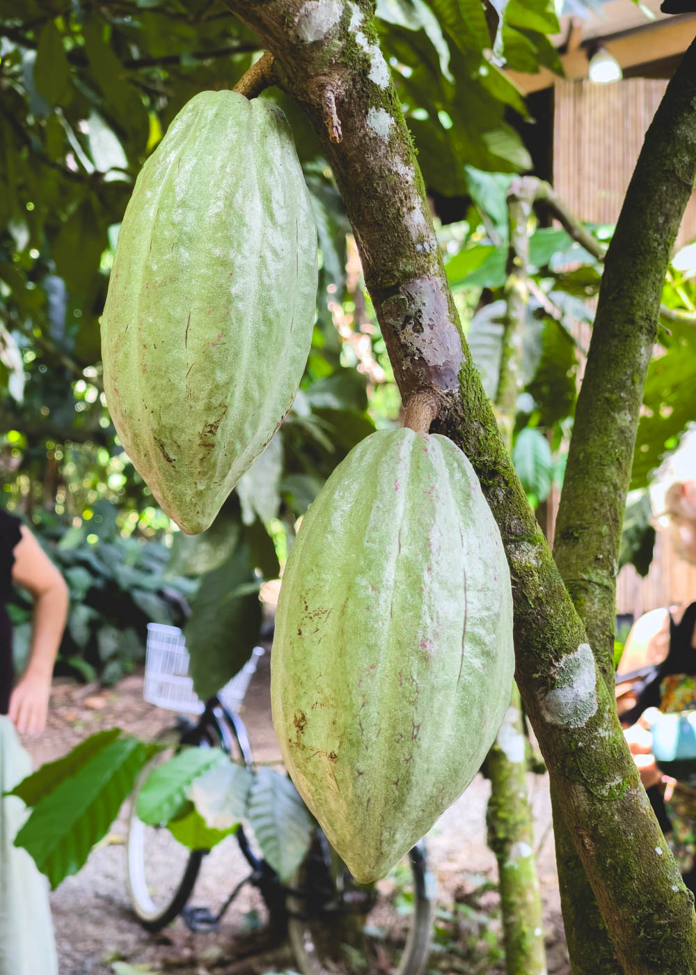 A Tasty Chocolate Tour in Puerto Viejo, Costa Rica