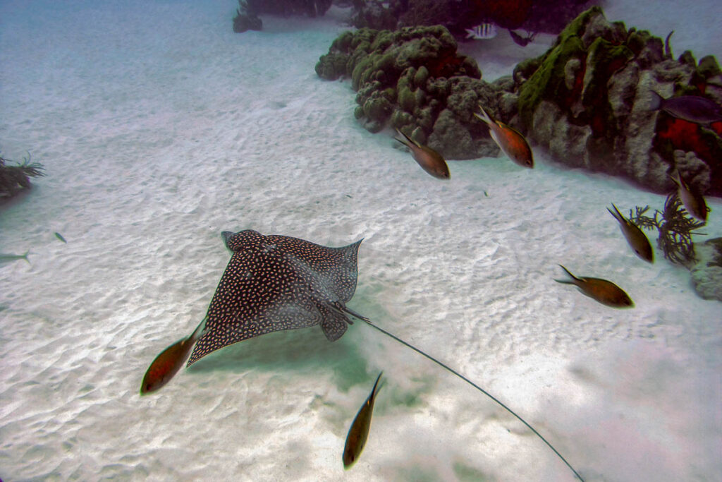 Snorkeling Smith's Reef in Turks and Caicos: READ FIRST!